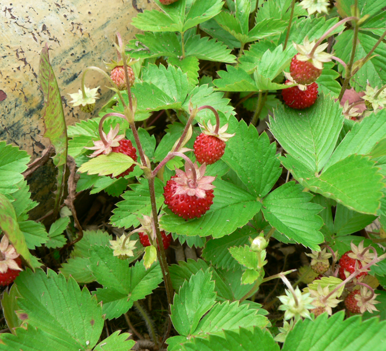 False Fear of Low-Dose Radiation – Strawberries – A Personal Experience ...