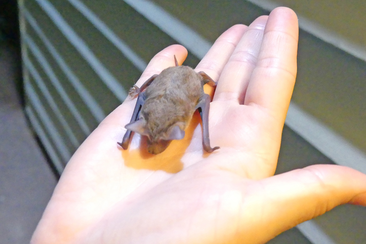 Meet Cecil Our Much Loved Microbat – My Blog has become My Nuclear Journey